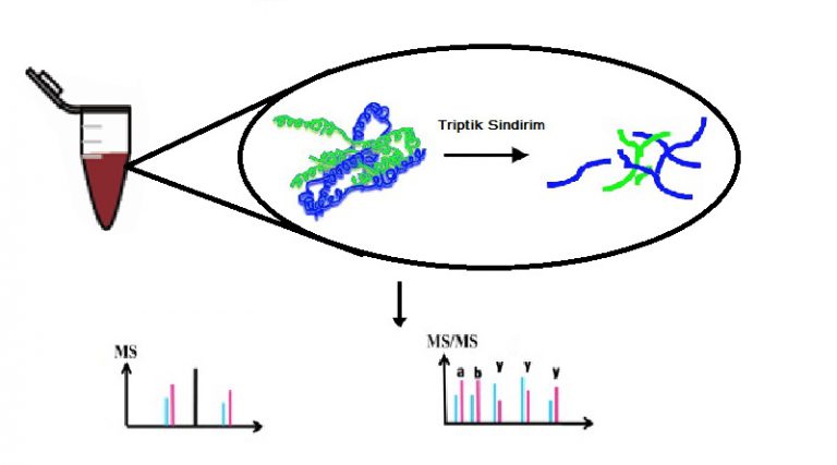 Kütle Spektrometresi Tabanlı Proteomik Analizlerde Proteinlerin ...