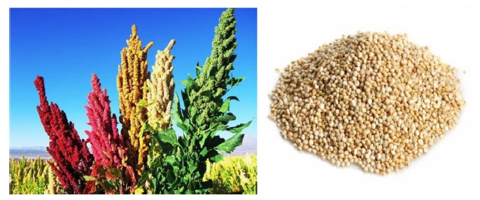 21. Yüzyılın Gıdası: Kinoa - Lab Akademi